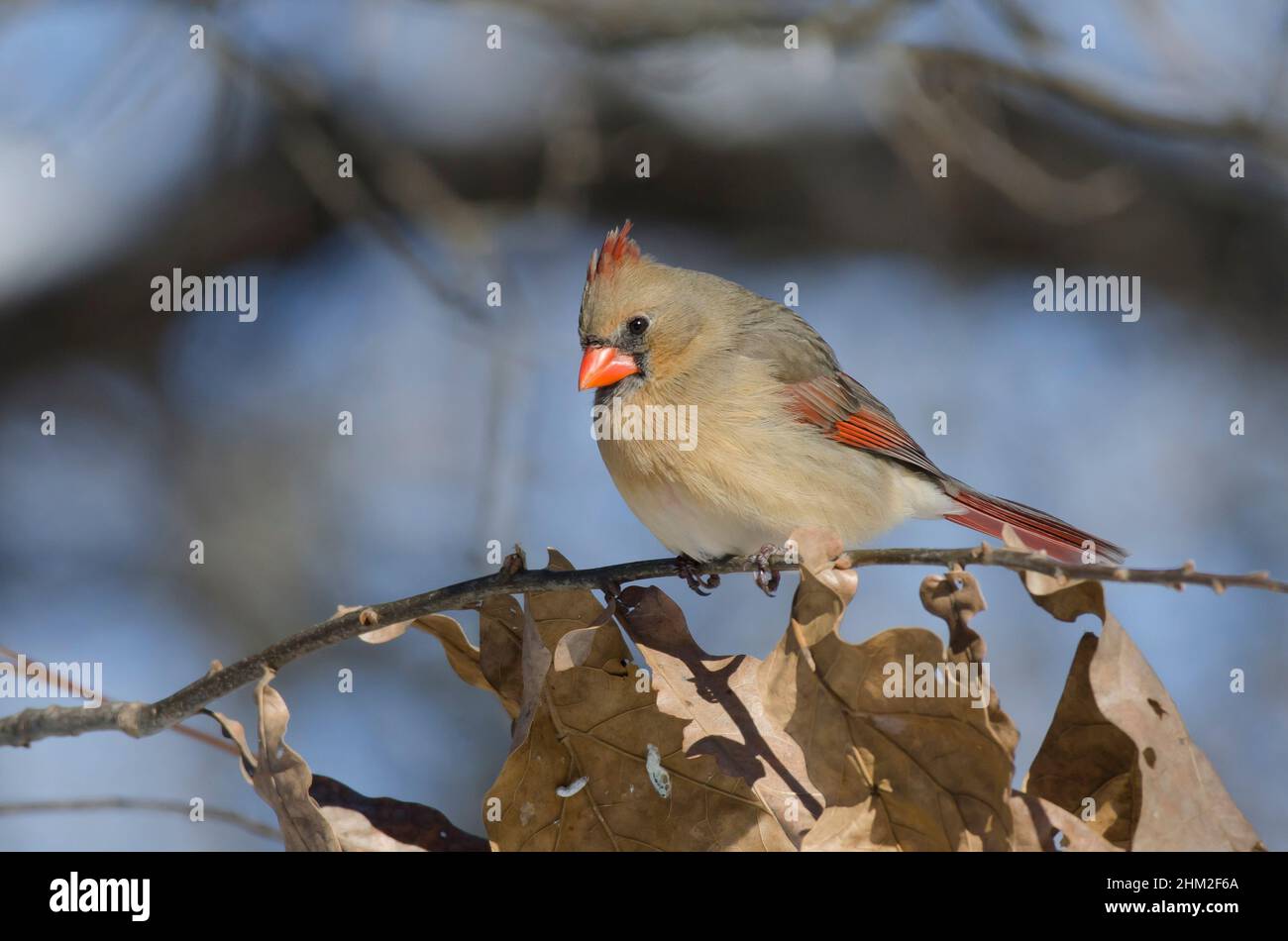 Northern Cardinal, Cardinalis cardinalis, female Stock Photo - Alamy
