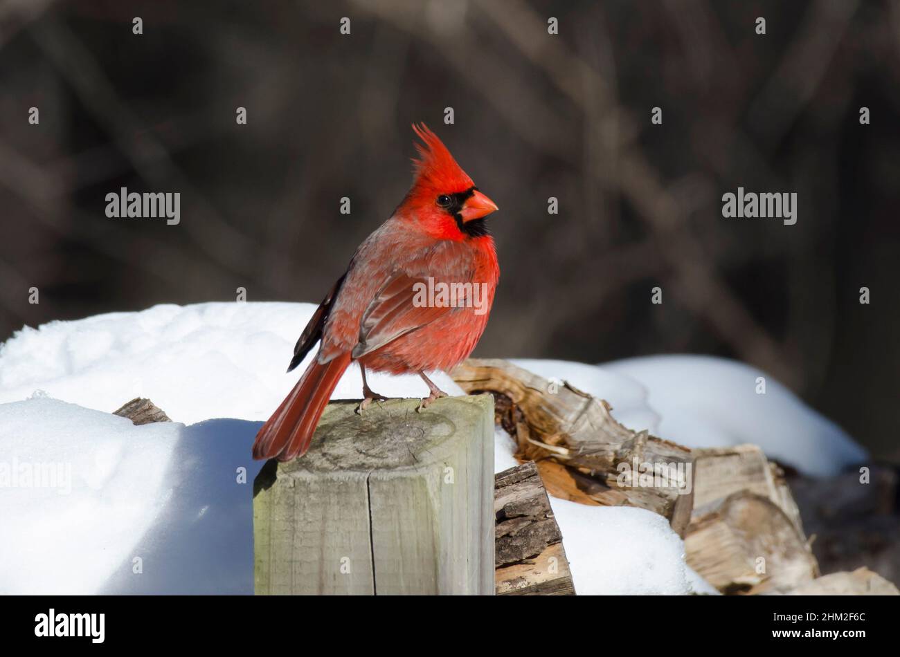 Firewood rack hi-res stock photography and images - Alamy