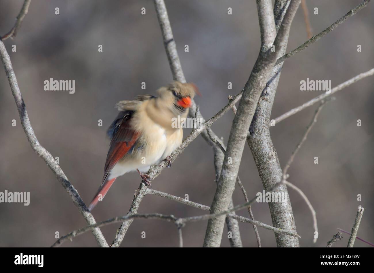 Northern Cardinal, Cardinalis cardinalis, female fluffing feathers ...