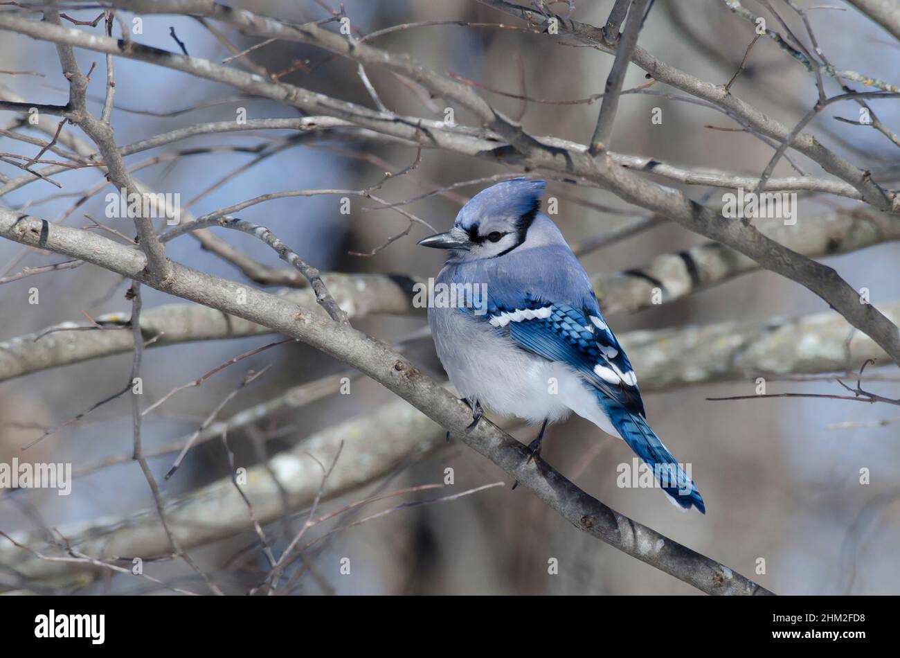 Blue Jay, Cyanocitta cristata Stock Photo - Alamy