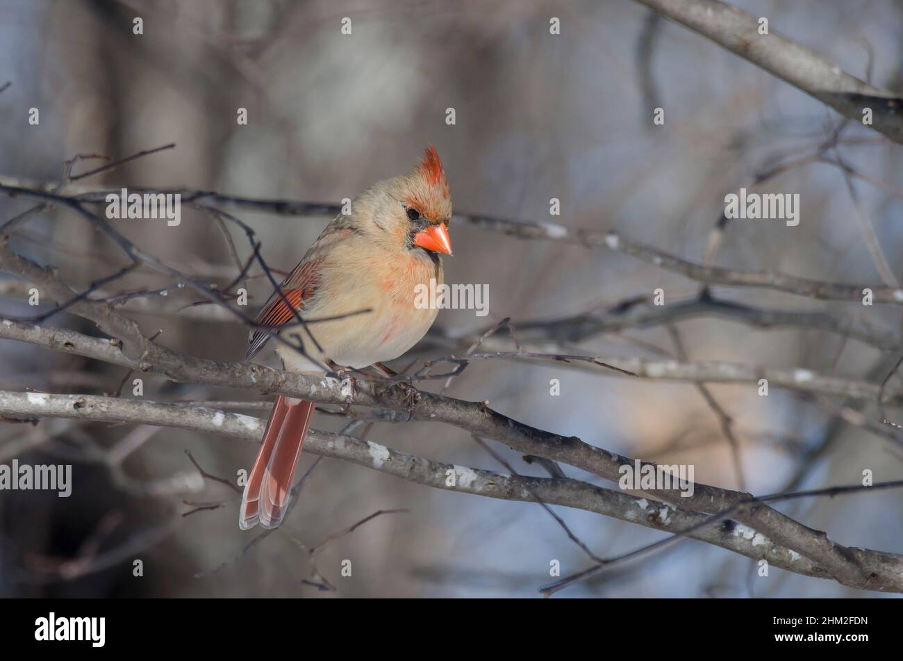 Northern Cardinal, Cardinalis cardinalis, female Stock Photo - Alamy