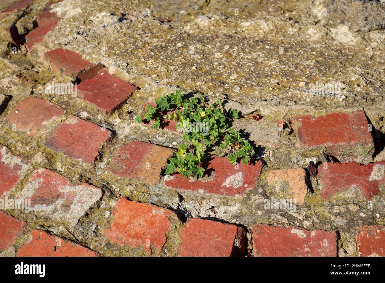 Closeup of a weed plant growing through old brick pavement Stock Photo ...
