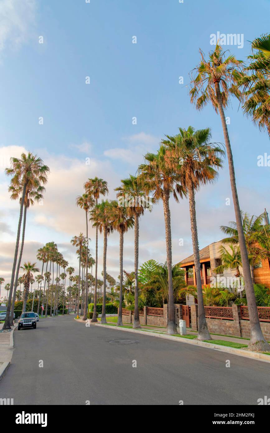 Columnar palm trees hi-res stock photography and images - Alamy