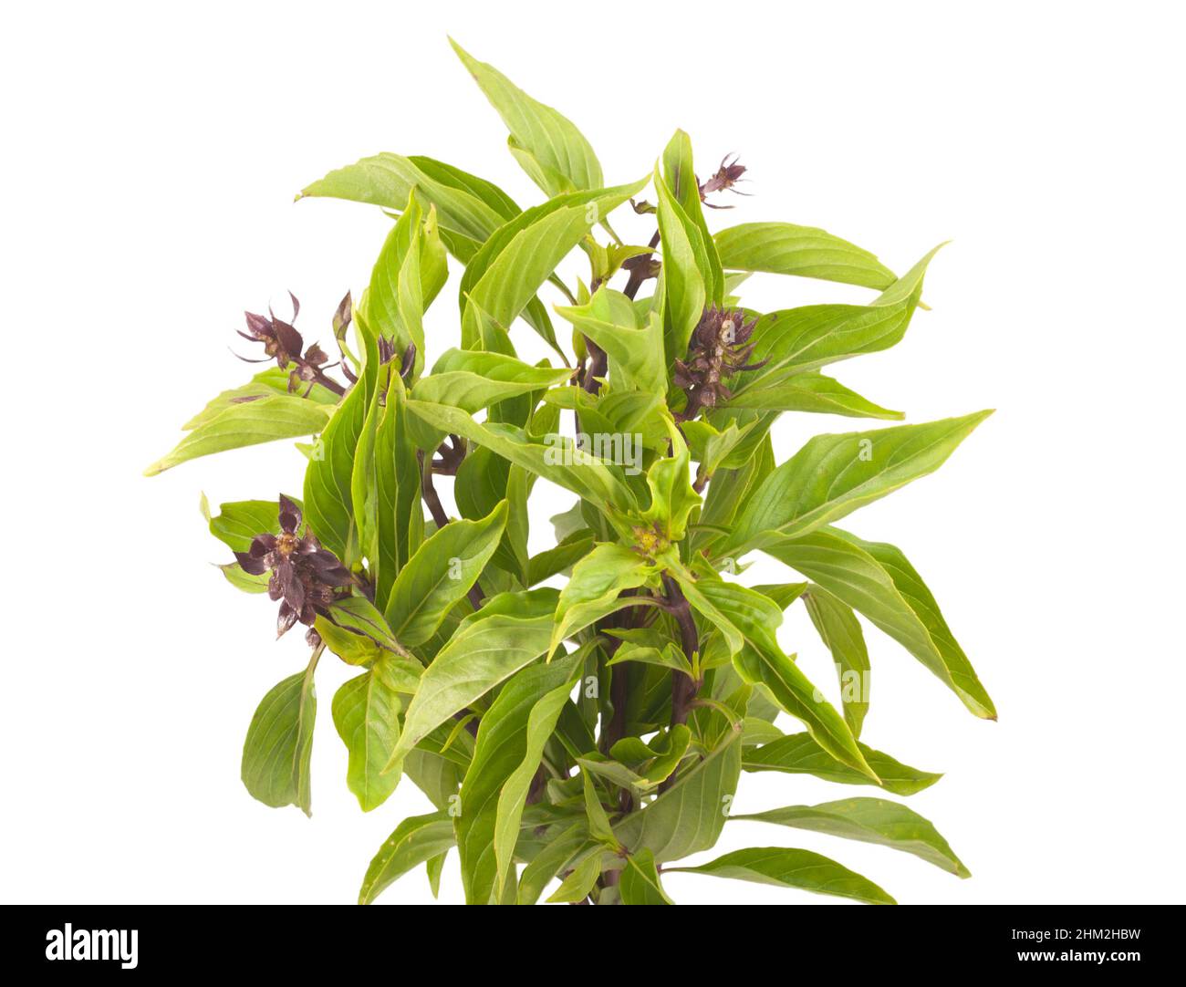 basil leaves (Ocimum basilicum) and flower isolated on white background ...