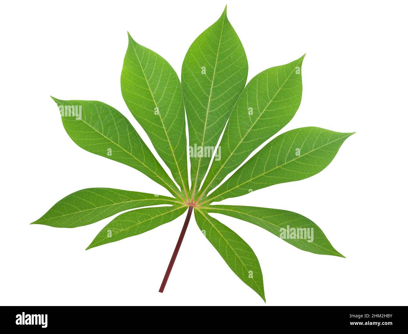 Cassava leaf hi-res stock photography and images - Alamy