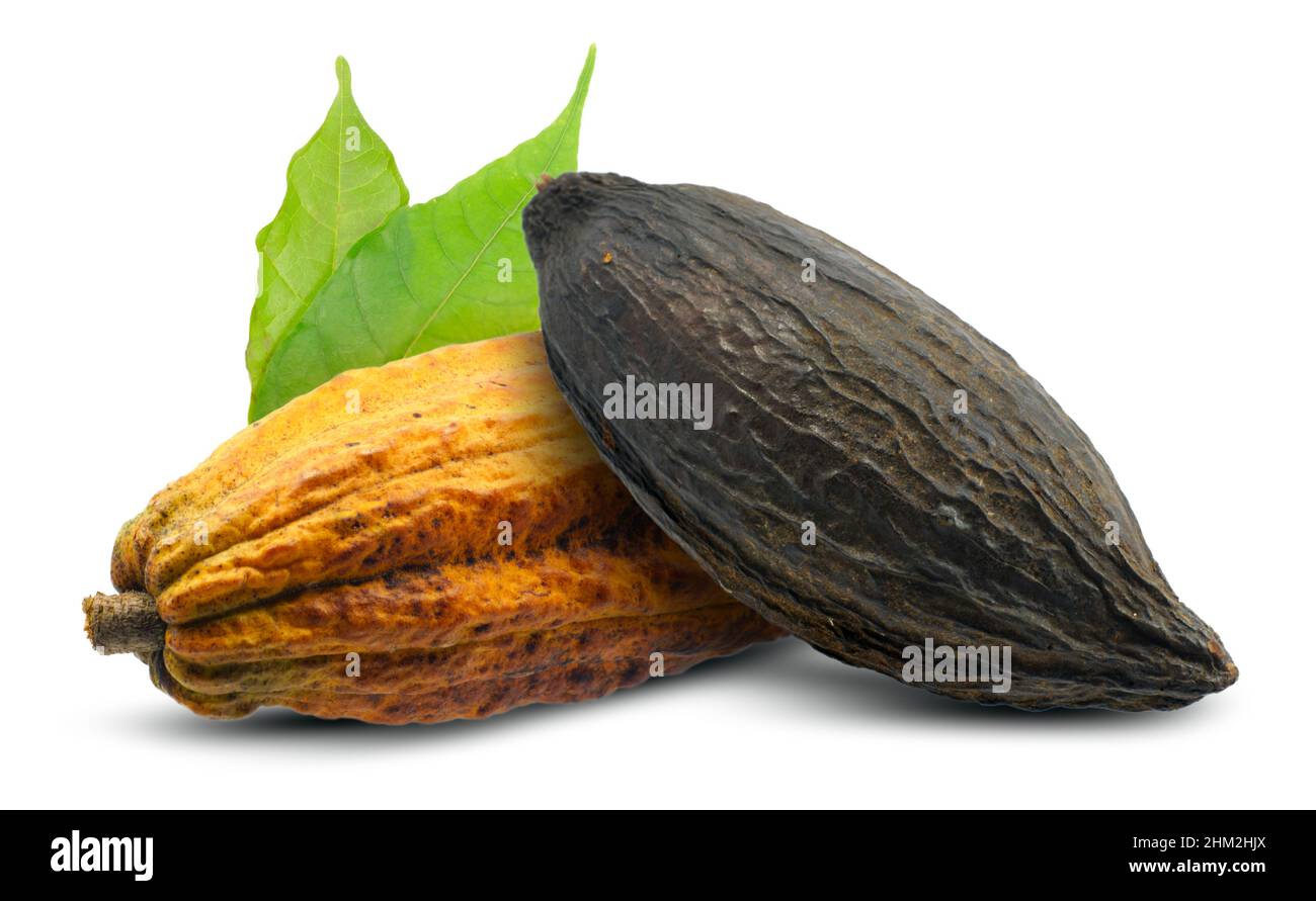 Cocoa or Cacao pod isolated on white background Stock Photo - Alamy