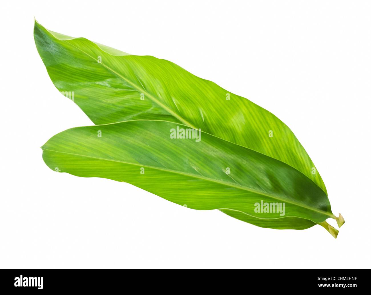 Leaves of ginger isolated on white background Stock Photo - Alamy