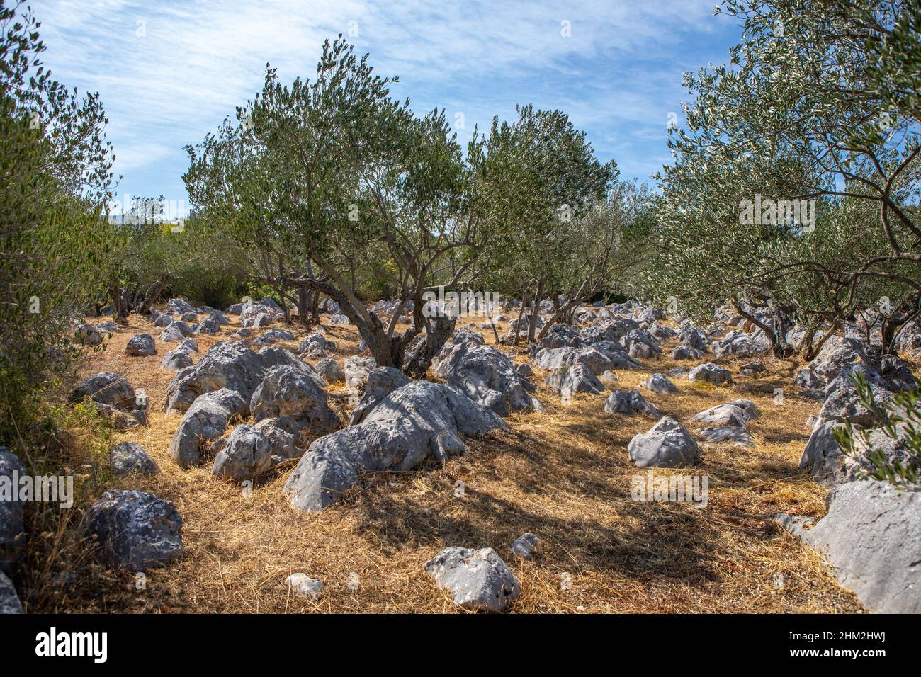 Zadar, Croatia - August 2021. idyllic ancient Mediterranean green olive ...