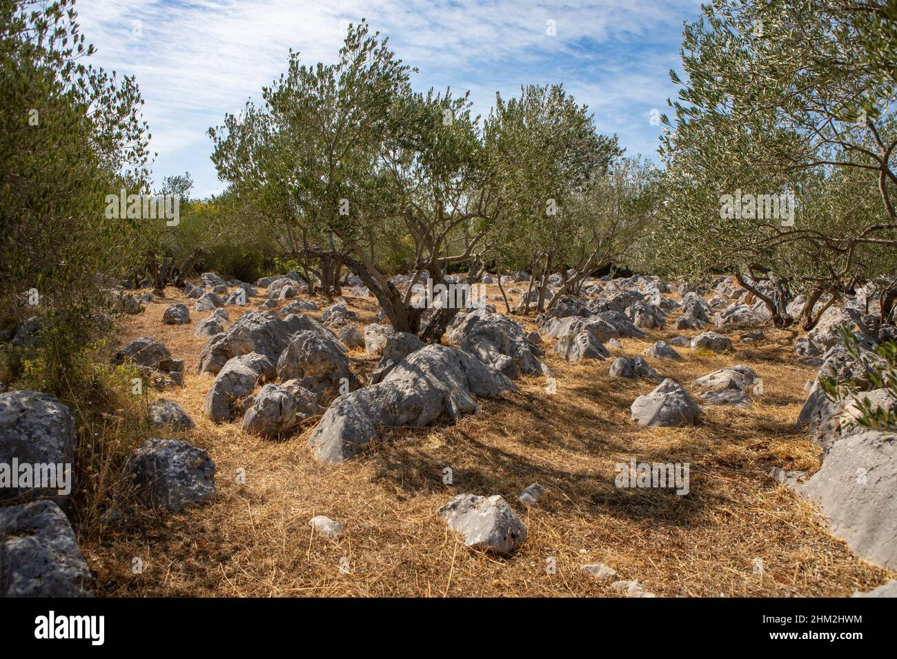 Zadar, Croatia - August 2021. idyllic ancient Mediterranean green olive ...