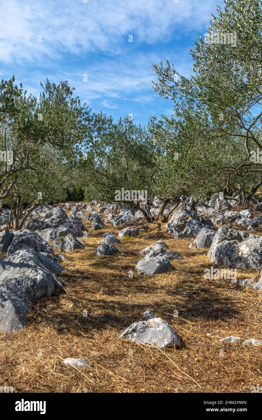 Zadar, Croatia - August 2021. idyllic ancient Mediterranean green olive ...