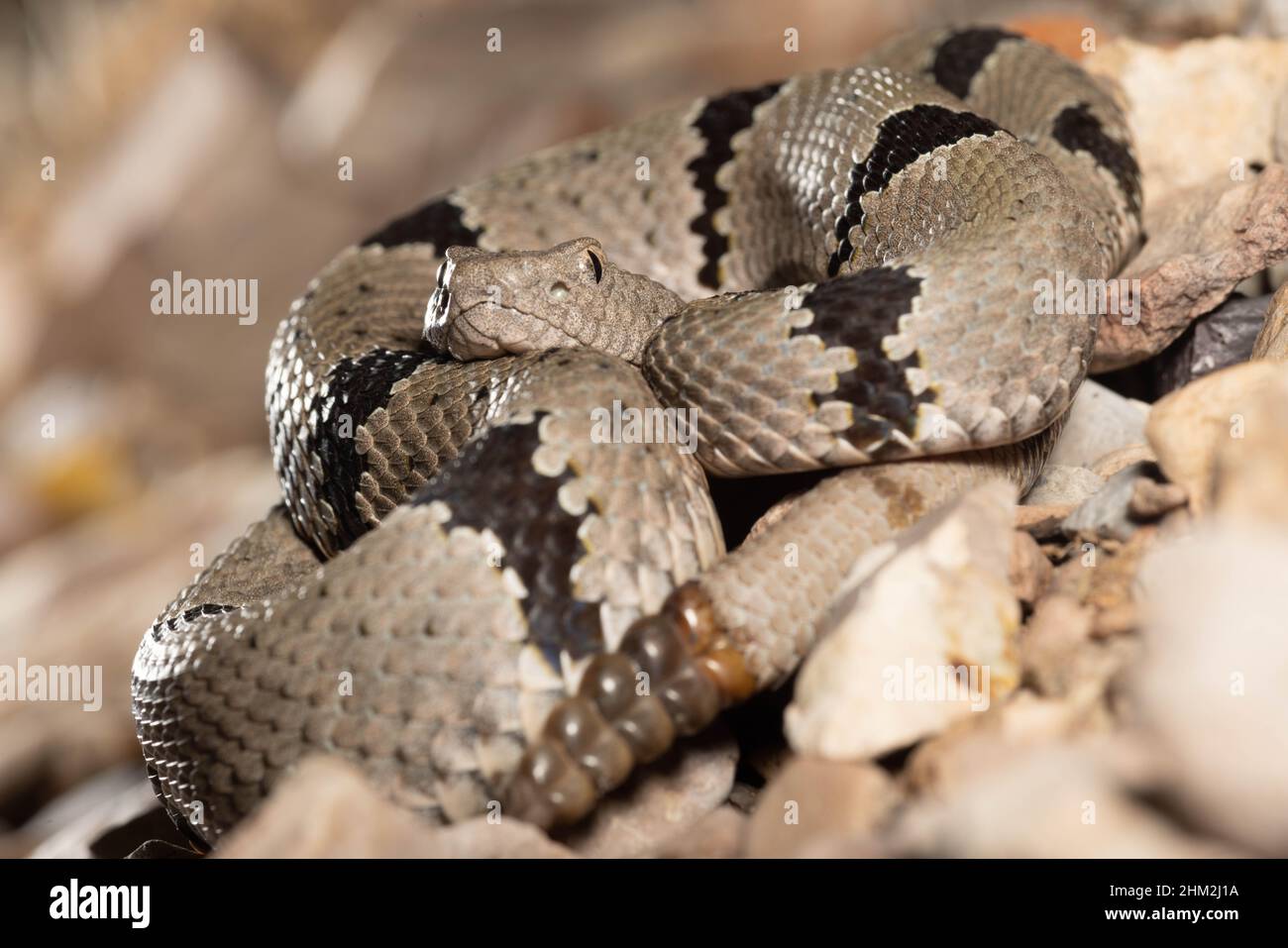 Banded rock rattlesnake hi-res stock photography and images - Alamy