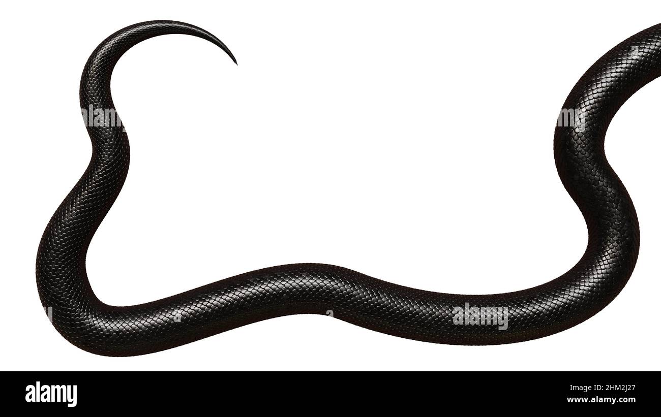 tail of a black snake, isolated on white background Stock Photo - Alamy