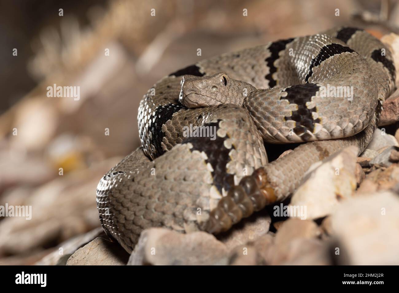 Banded rock rattlesnake hi-res stock photography and images - Alamy