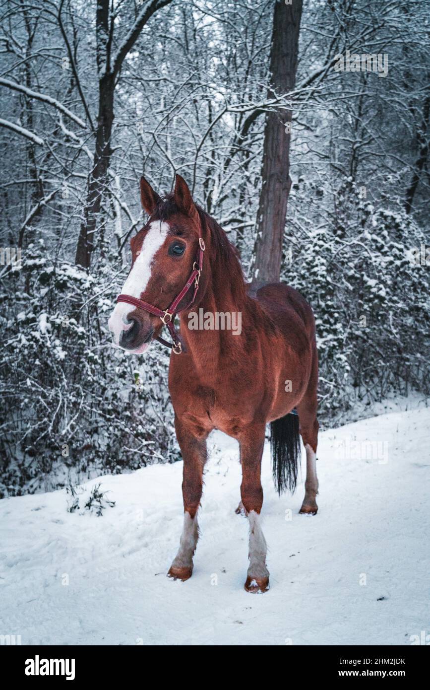 Beautiful portrait of a Dark chestnut pony in snowy landscape trees in ...