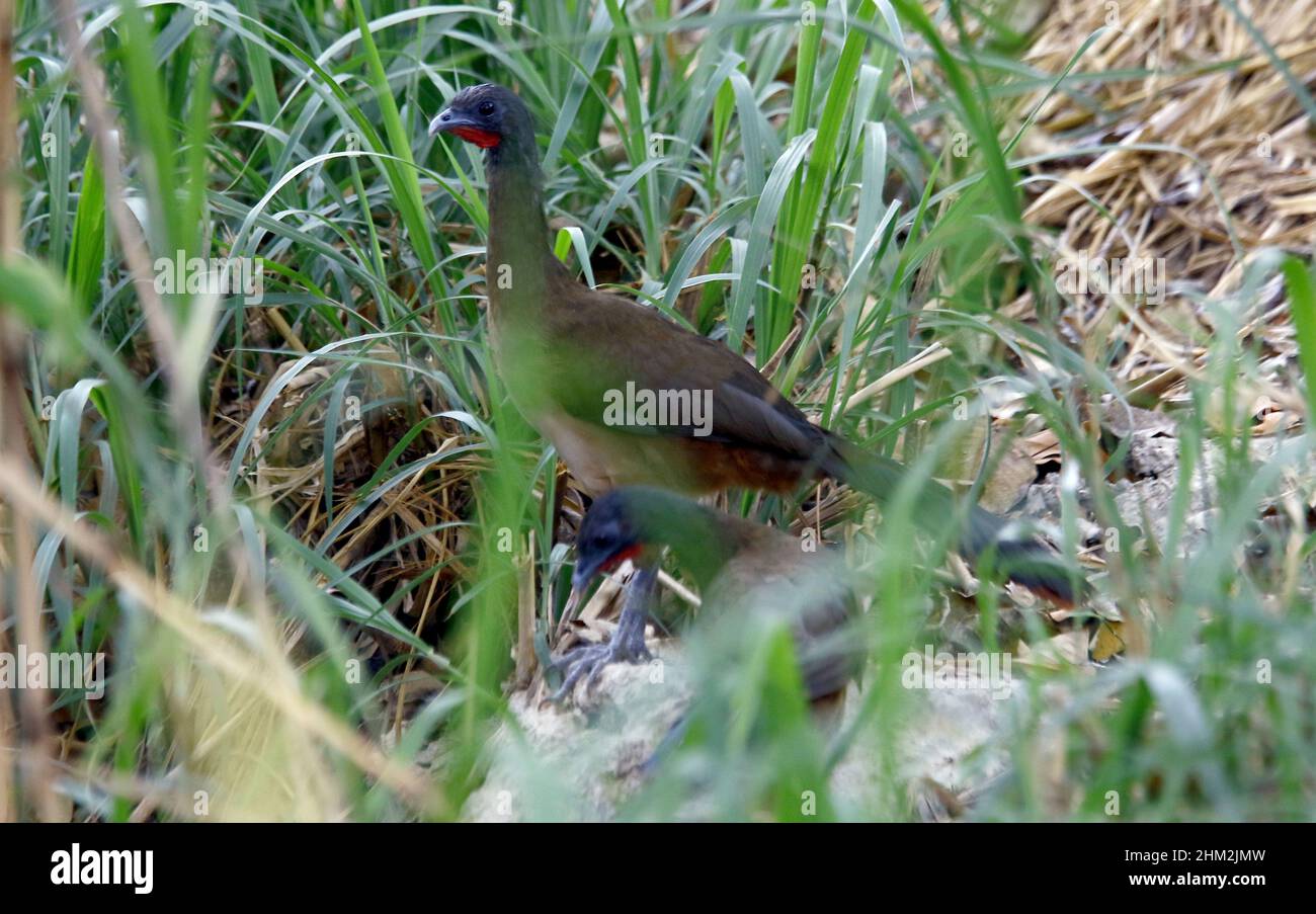 Guacharaca hi-res stock photography and images - Alamy