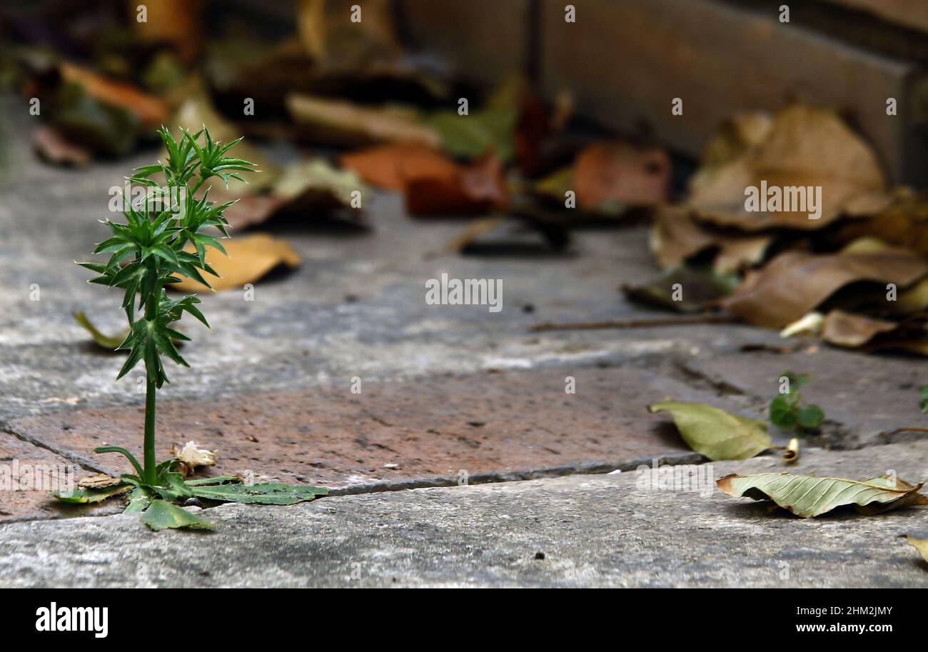 Carlos conocido como hi-res stock photography and images - Alamy