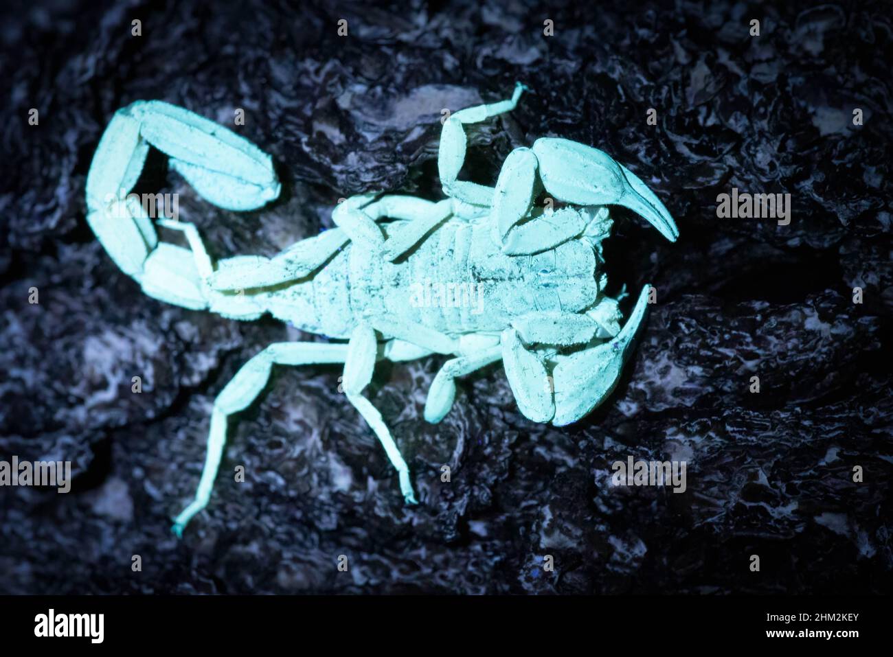 Mexico scorpion hi-res stock photography and images - Alamy