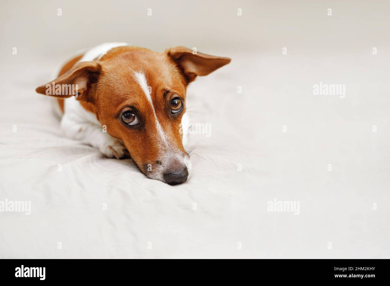 Sad jack russell dog lying on bed Stock Photo - Alamy