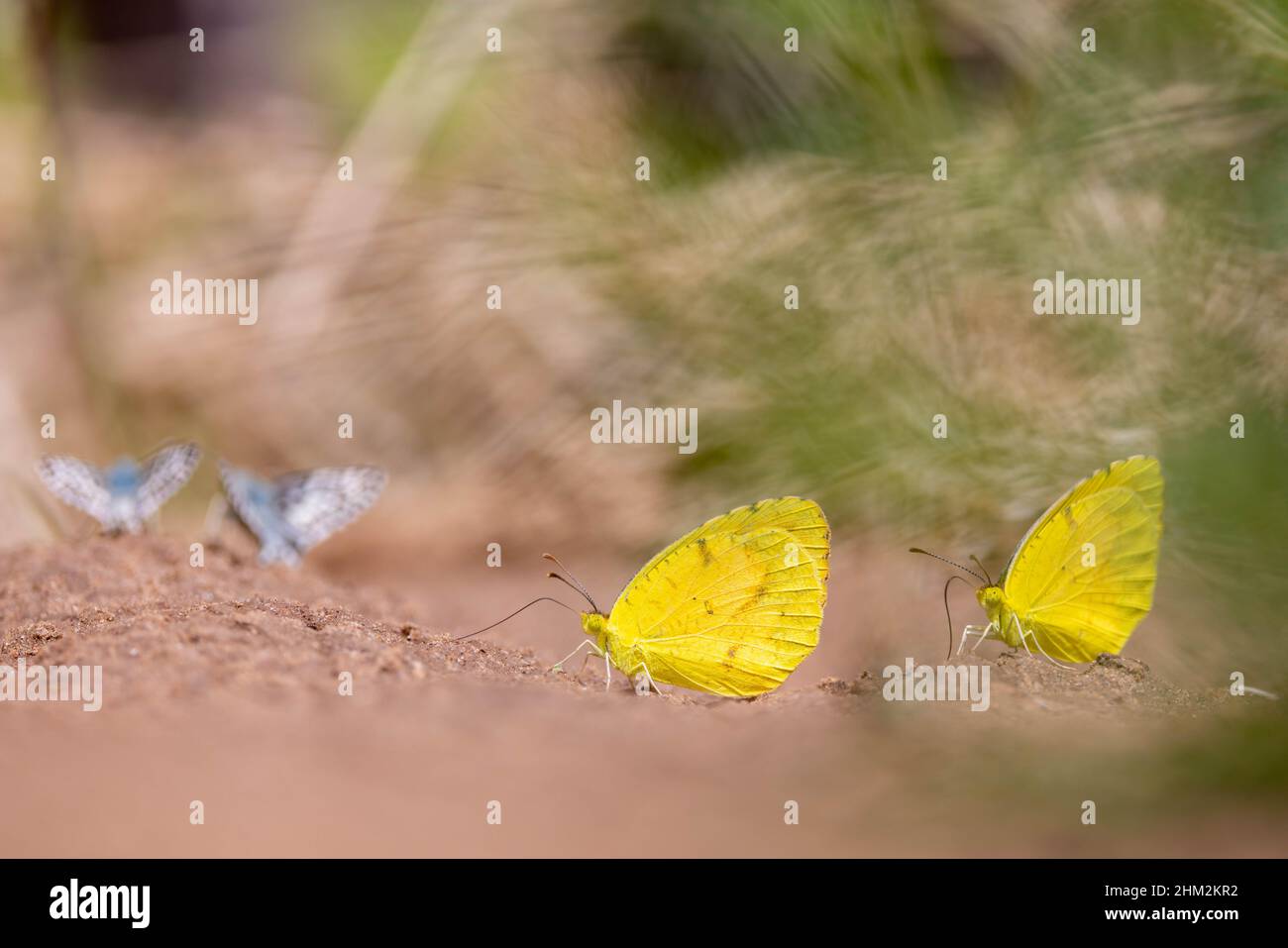 Sleepy orange butterfly hi-res stock photography and images - Alamy