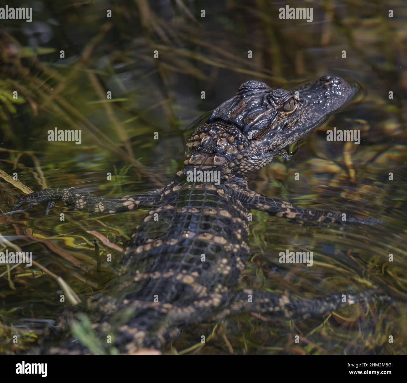 Close-up back view shot of an american alligator floating on the water ...