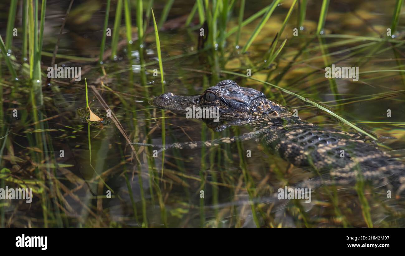 View of an American alligator floating on the water Stock Photo - Alamy