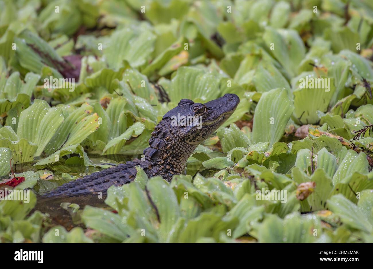 Beautiful shot alligator swimming hi-res stock photography and images ...