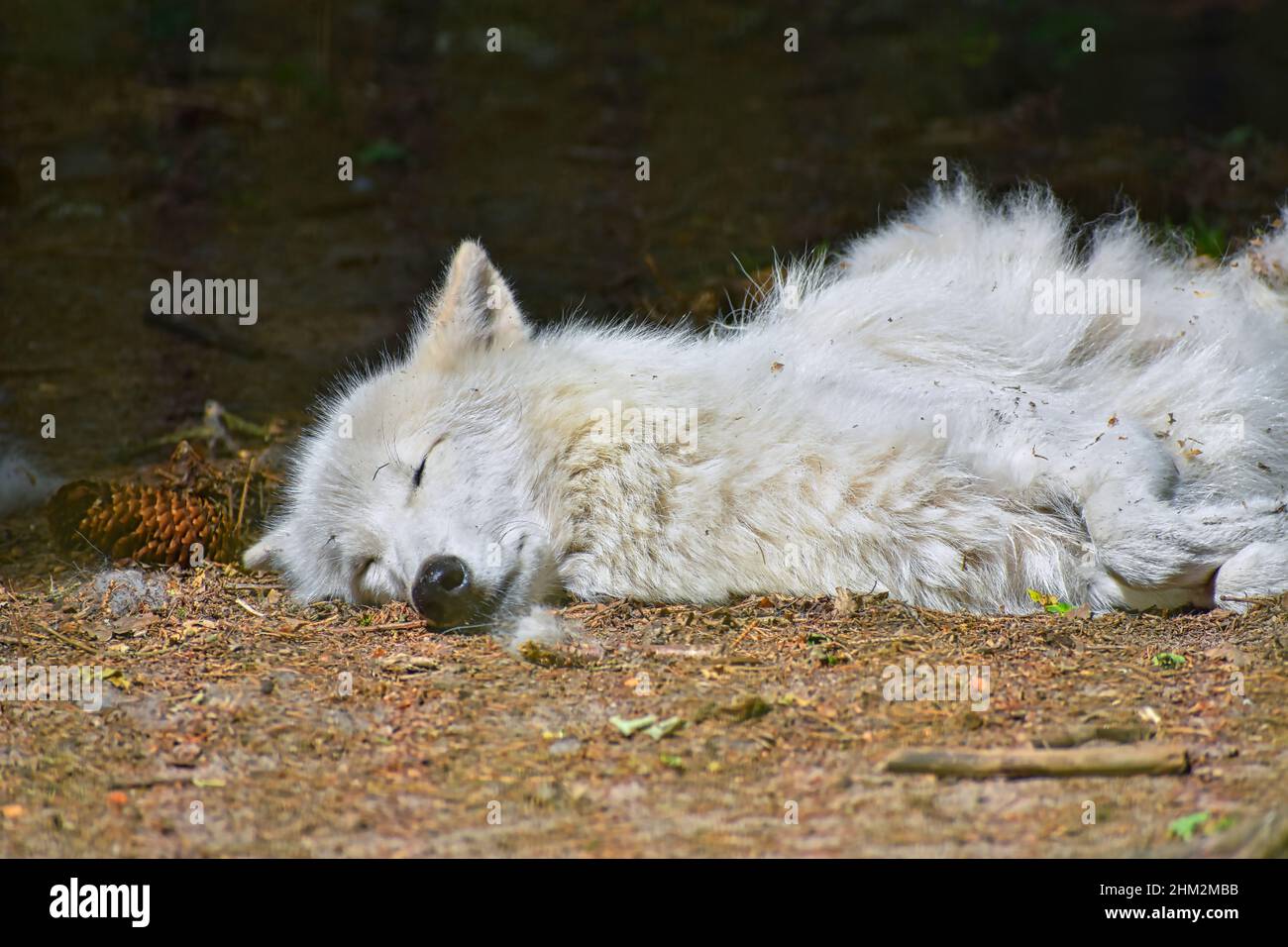 Close up sleeping wolf hi-res stock photography and images - Alamy