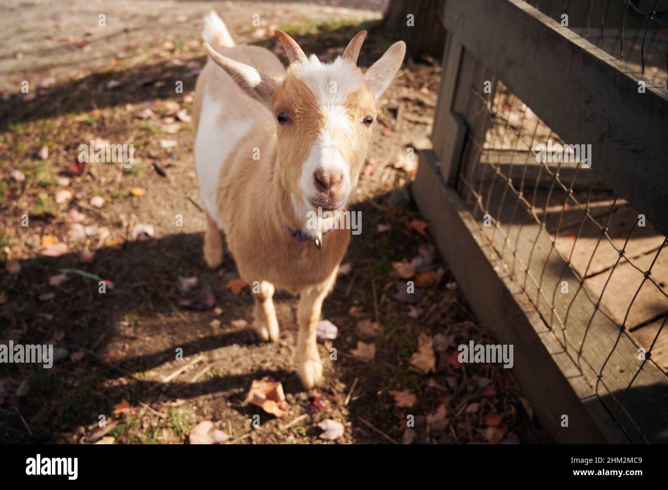 Close-up top view of a farm goat poses at the camera on a sunny day in ...