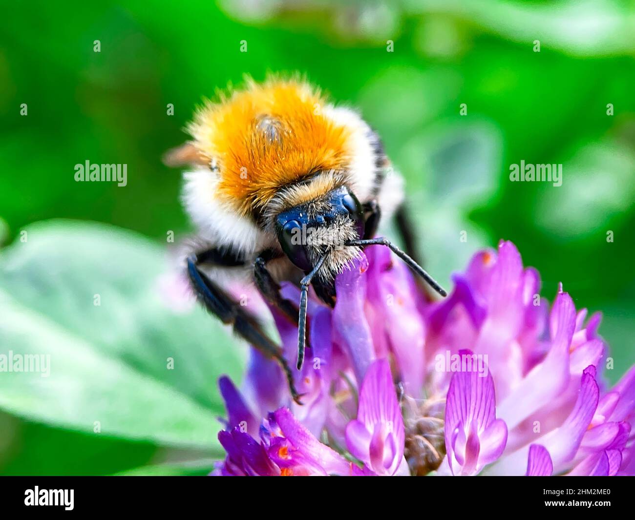 Cute Fuzzy Bumble Bee