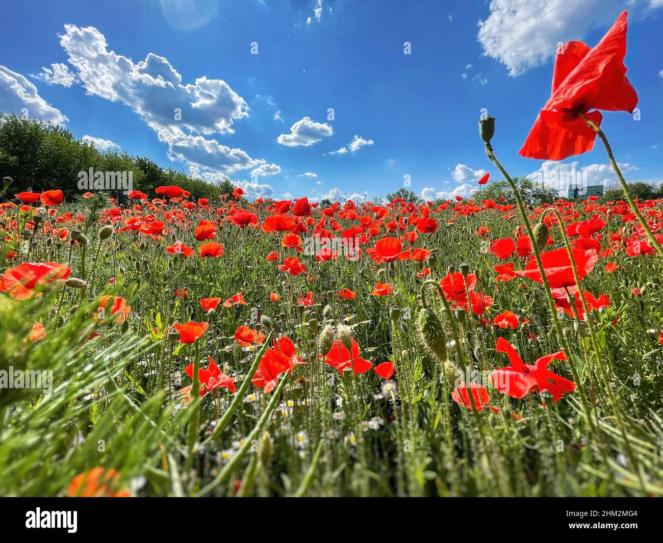 Common red poppy corn hi-res stock photography and images - Alamy