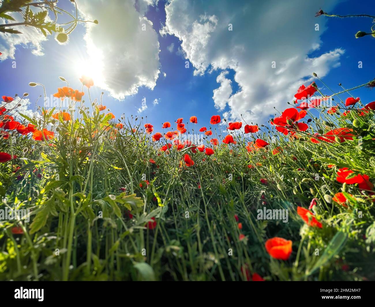 Common red poppy corn hi-res stock photography and images - Alamy