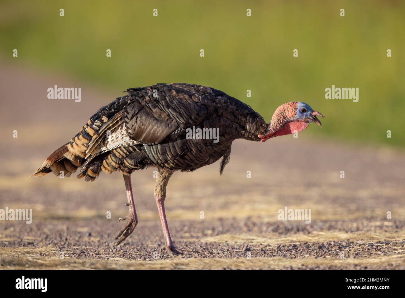 Rio Grande Wild Turkey, Bosque del Apache National Wildlife Refuge, New ...