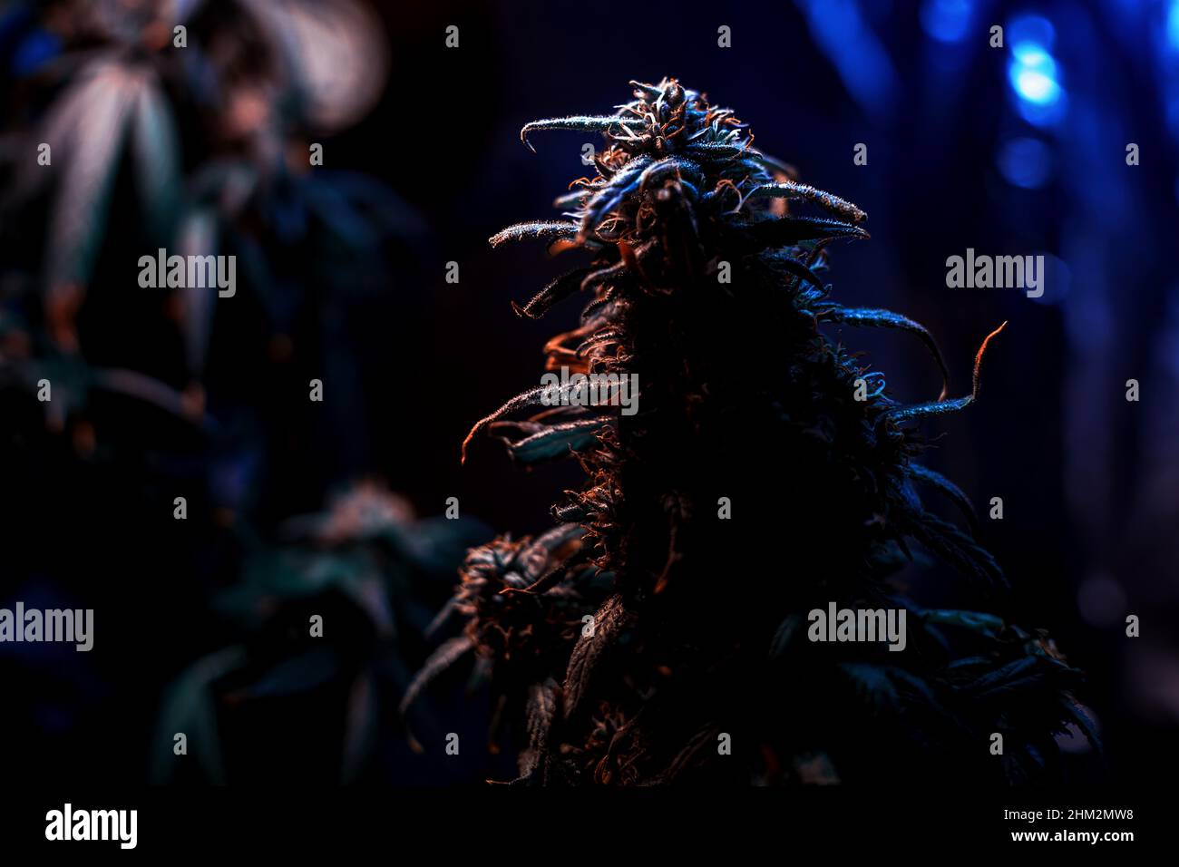Marijuana plant at flowering stage against dark background Stock Photo ...