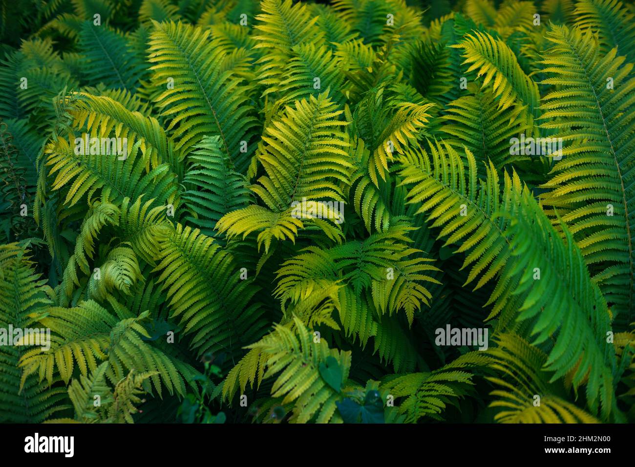 Fern life cycle hi-res stock photography and images - Alamy