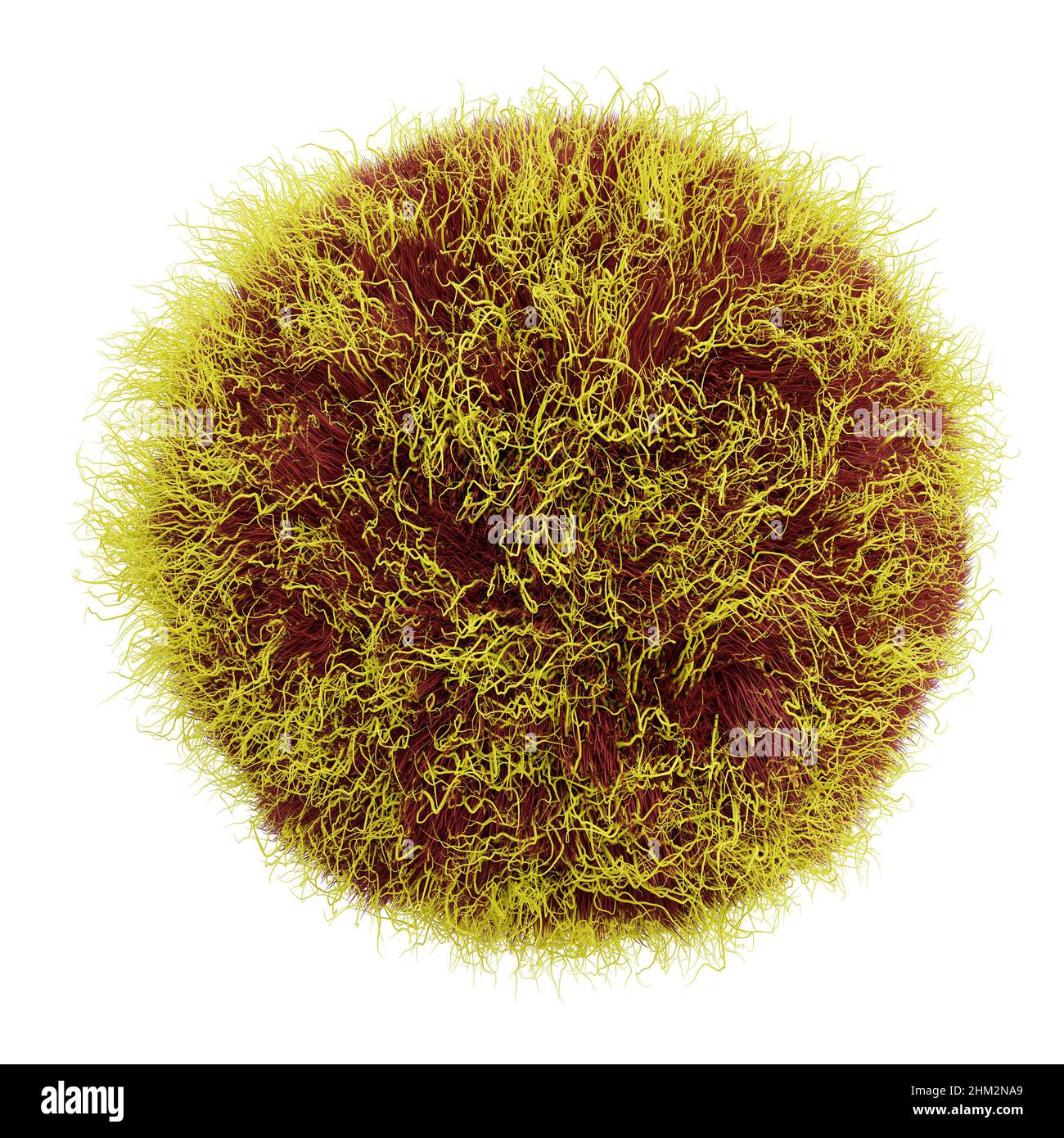 hairy ball, furry yellow and red sphere isolated on white background ...