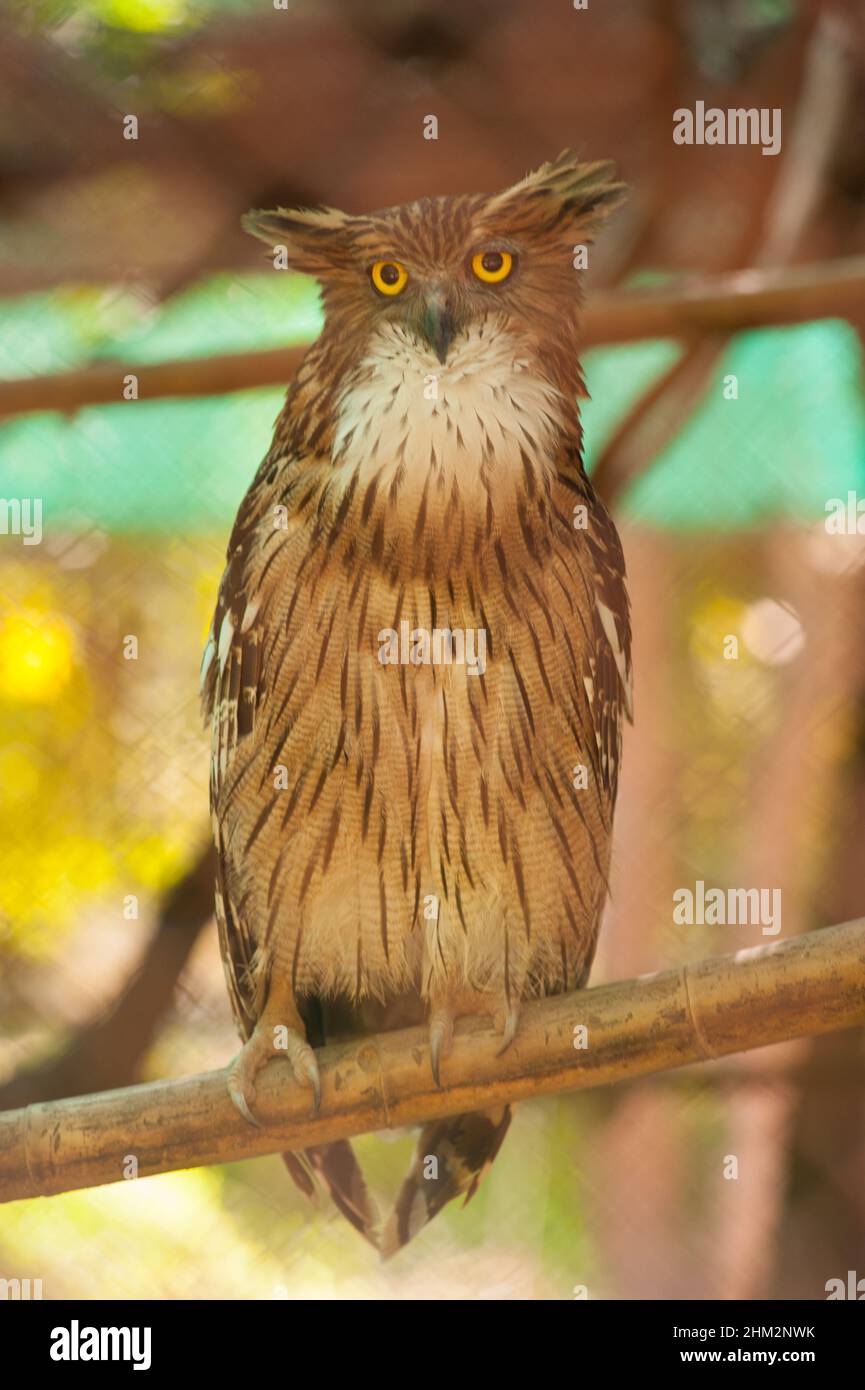 Southeast asian owl hi-res stock photography and images - Alamy