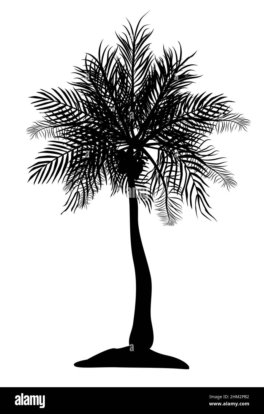 silhouette of one black coconut tree on white background Stock Vector ...