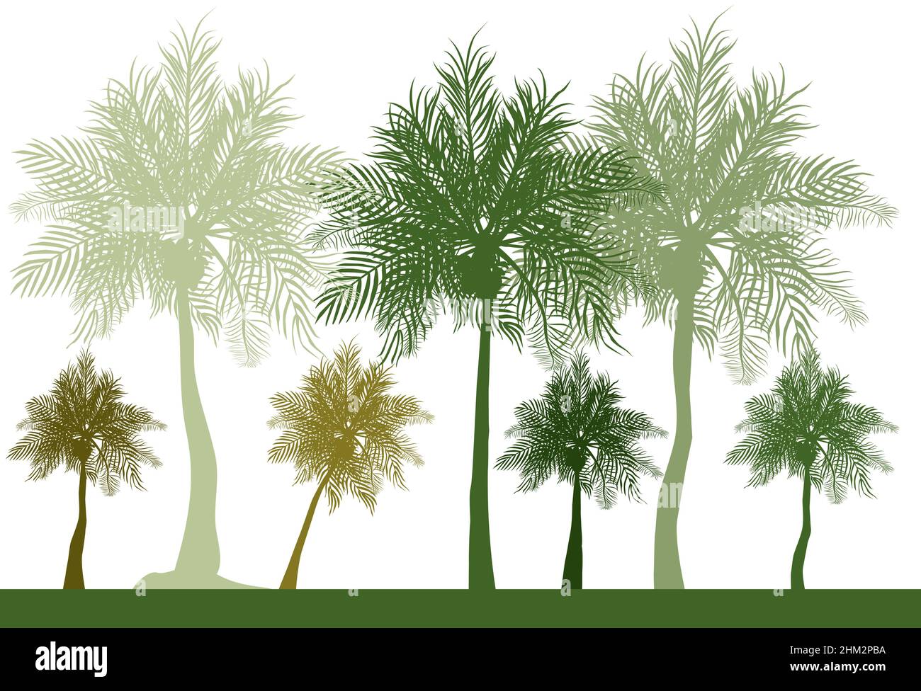 silhouette of lots of different shade of green coconut trees Stock ...