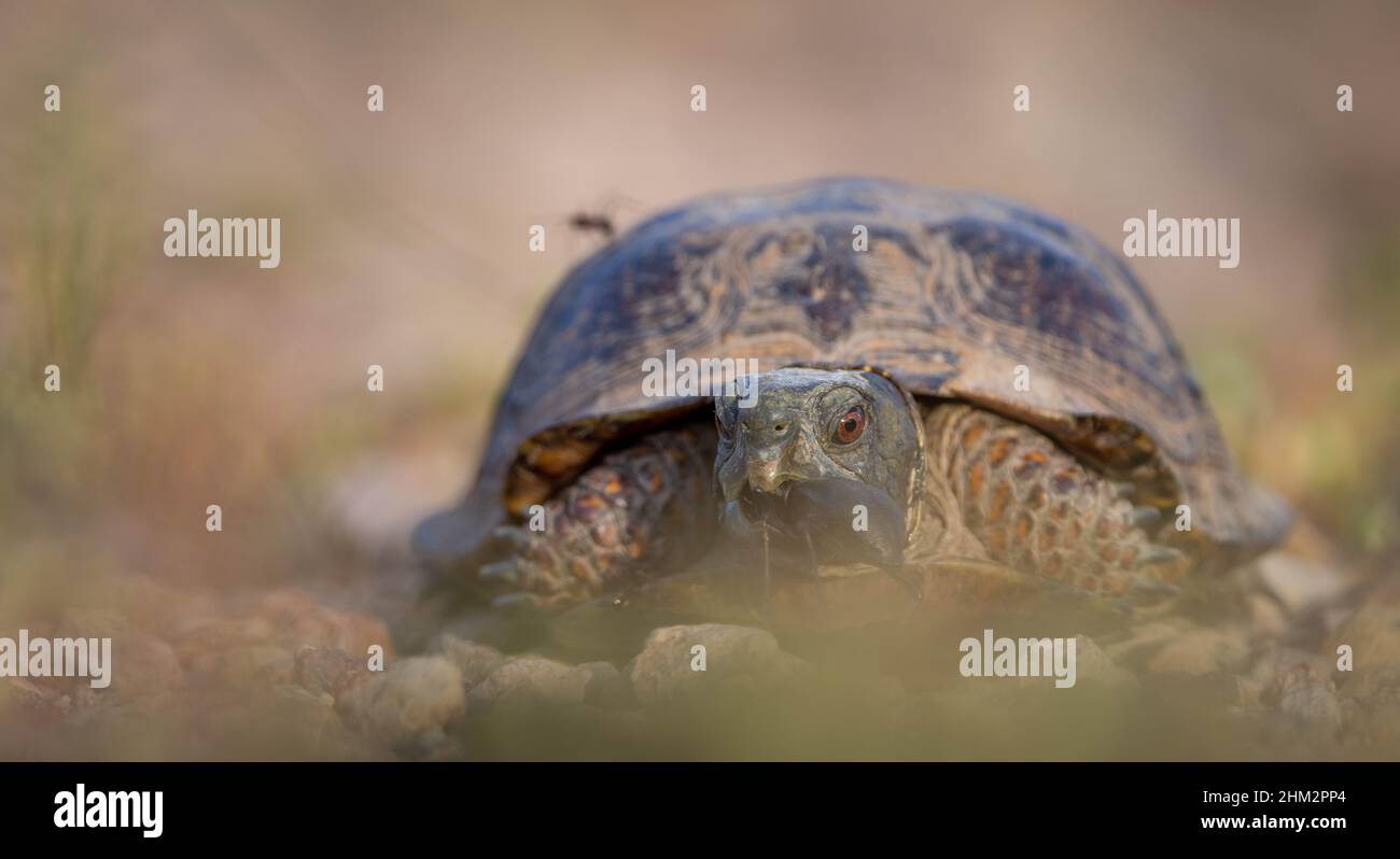 Desert Box Turtle eating an Eleodes beetle, Socorro county, New Mexico ...