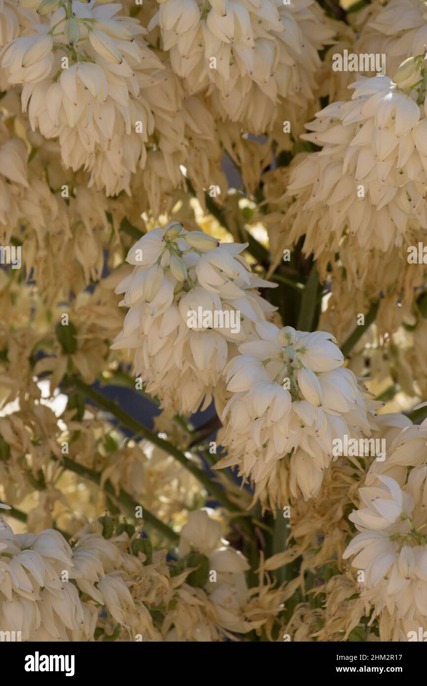 White flowering racemose panicle inflorescence of Hesperoyucca Whipplei ...