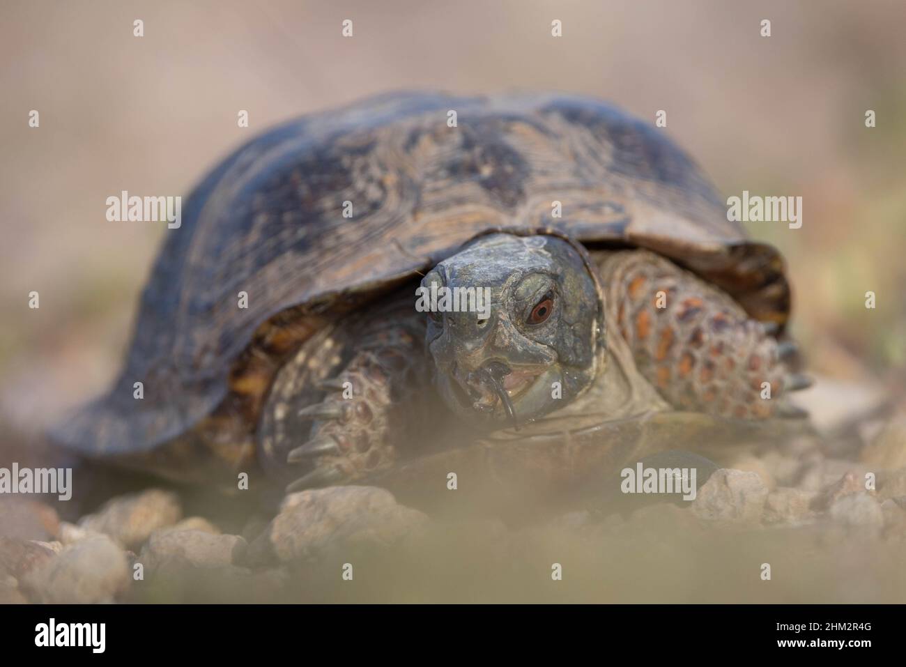 Desert Box Turtle eating an Eleodes beetle, Socorro county, New Mexico ...