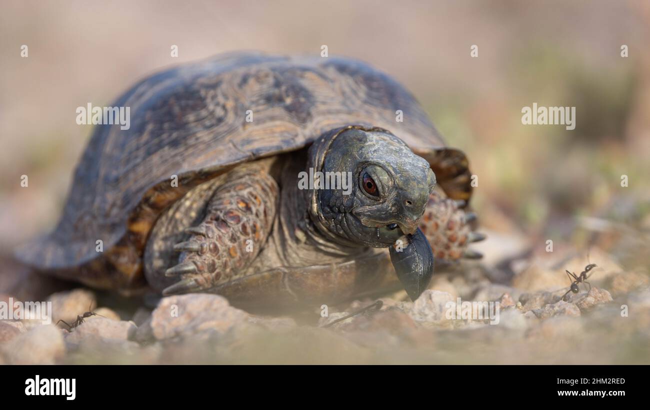 Desert Box Turtle eating an Eleodes beetle, Socorro county, New Mexico ...