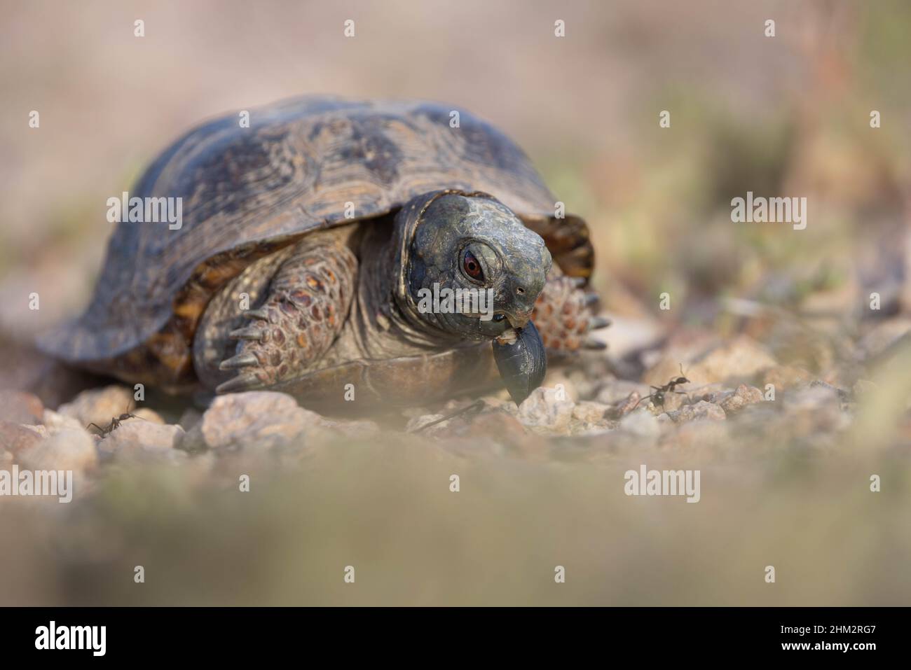 Desert Box Turtle eating an Eleodes beetle, Socorro county, New Mexico ...