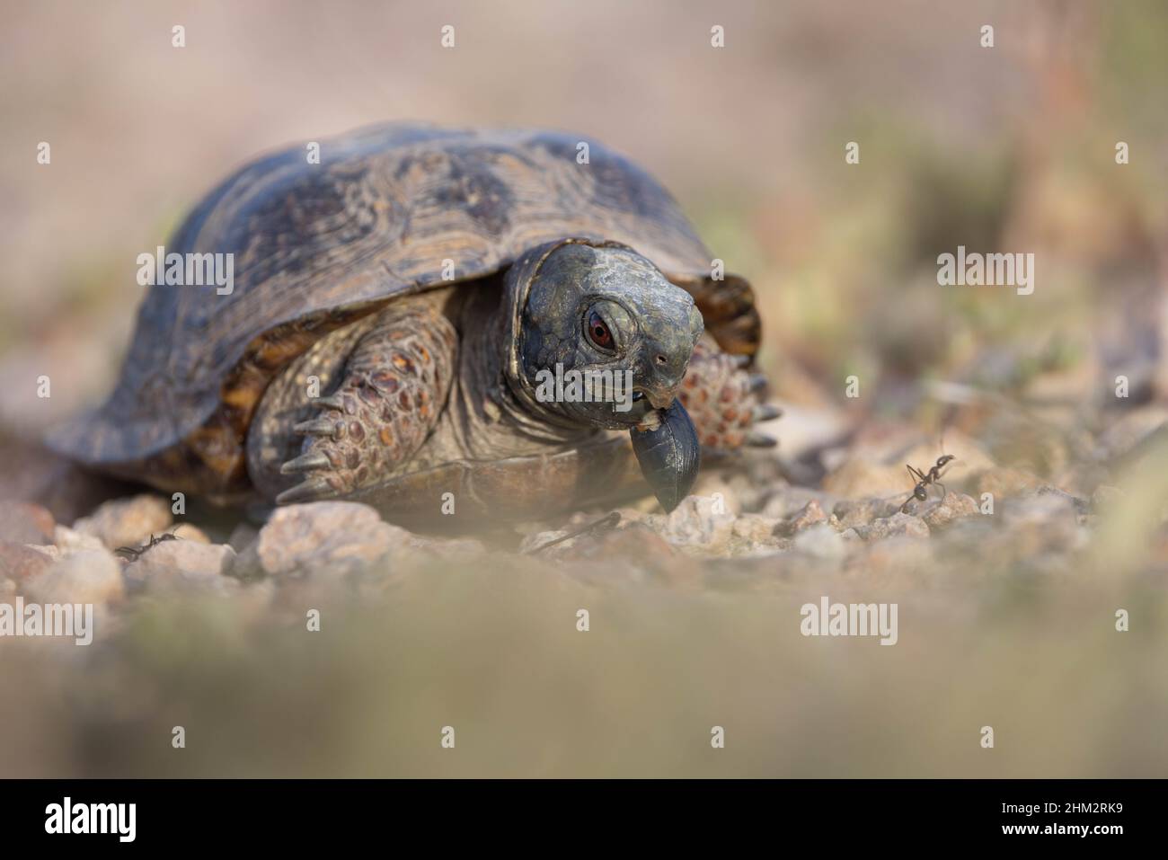 Desert Box Turtle eating an Eleodes beetle, Socorro county, New Mexico ...