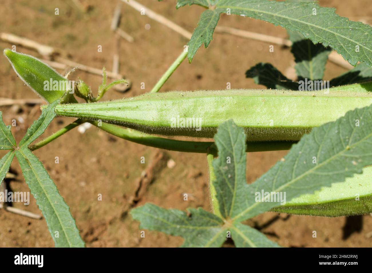 Closeup of Fresh Bhindi, Lady finger, Okra freen vegetable Abelmoschus ...