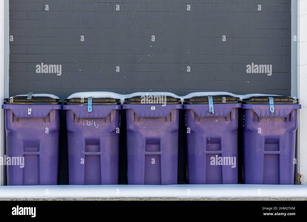 The line of purple plastic trash cans against a grey brick wall Stock ...
