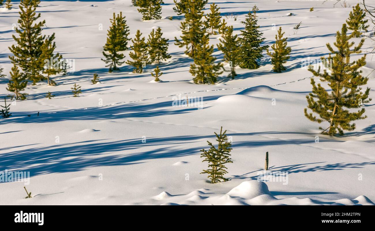 Beautiful winter landscape with evergreen trees and ski tracks in the ...