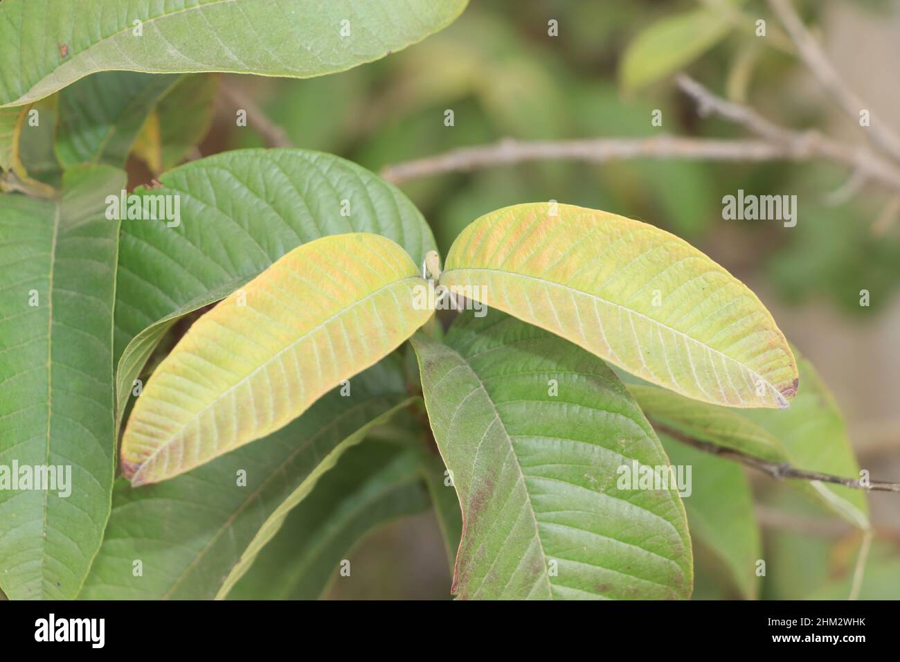 Guava tree hi-res stock photography and images - Alamy