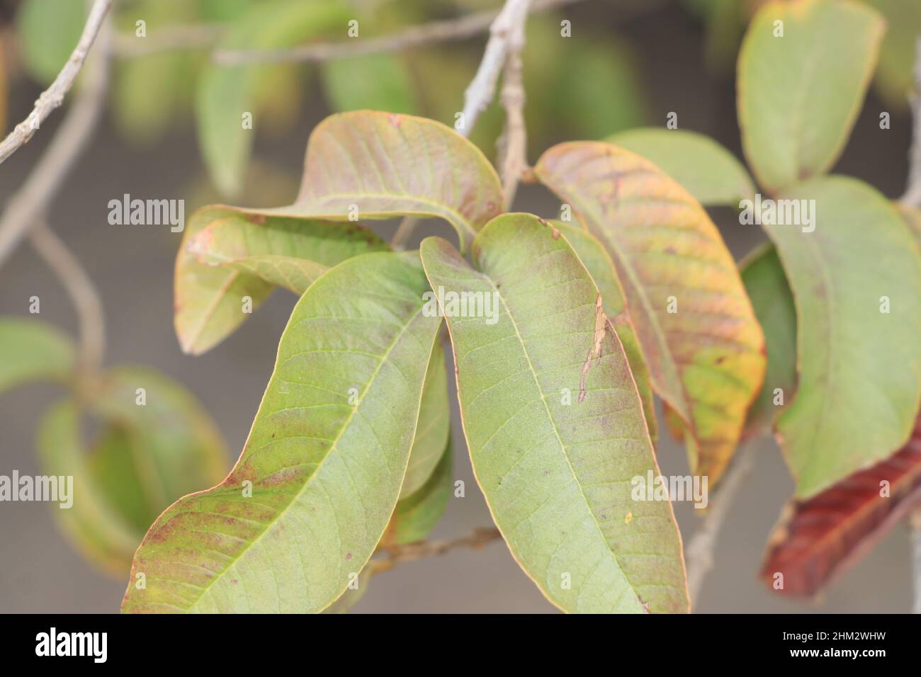 Guava tree hi-res stock photography and images - Alamy