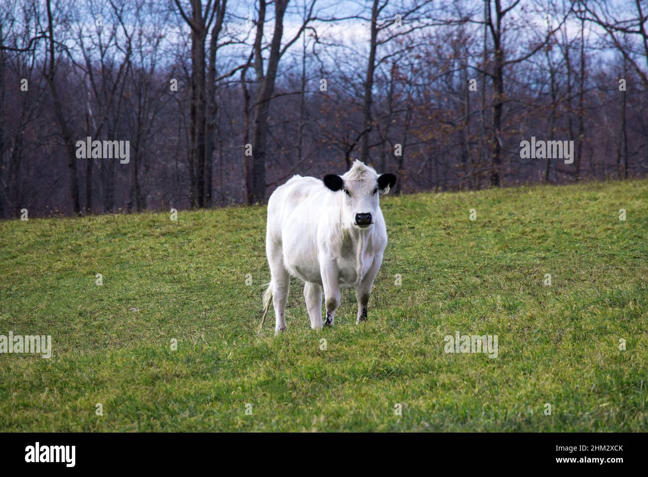 British White Cattle are a rare breed used mainly for beef but also ...